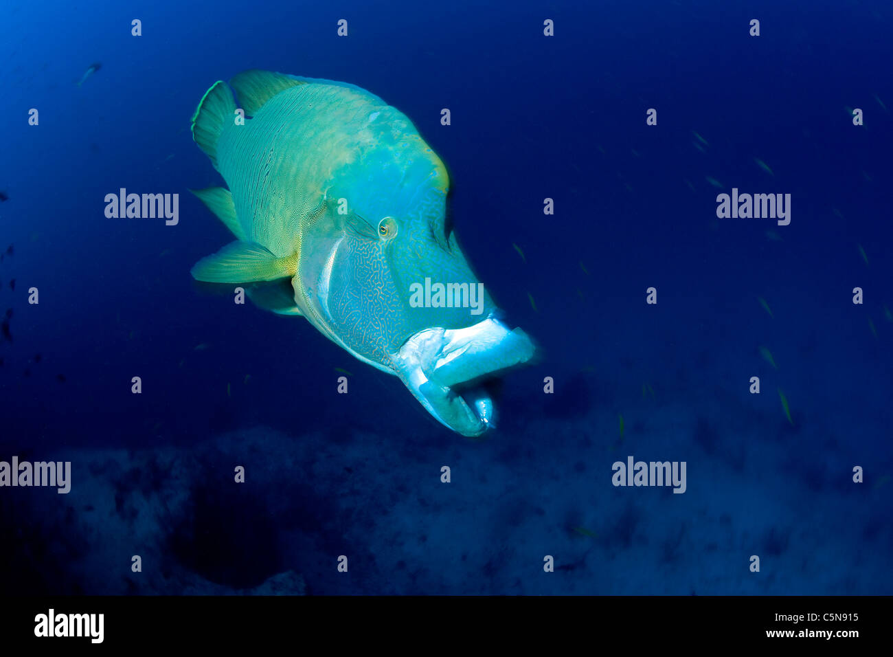 Napoleon Wrasse open Mouth, Cheilinus undulatus, Indian Ocean, Maldives ...