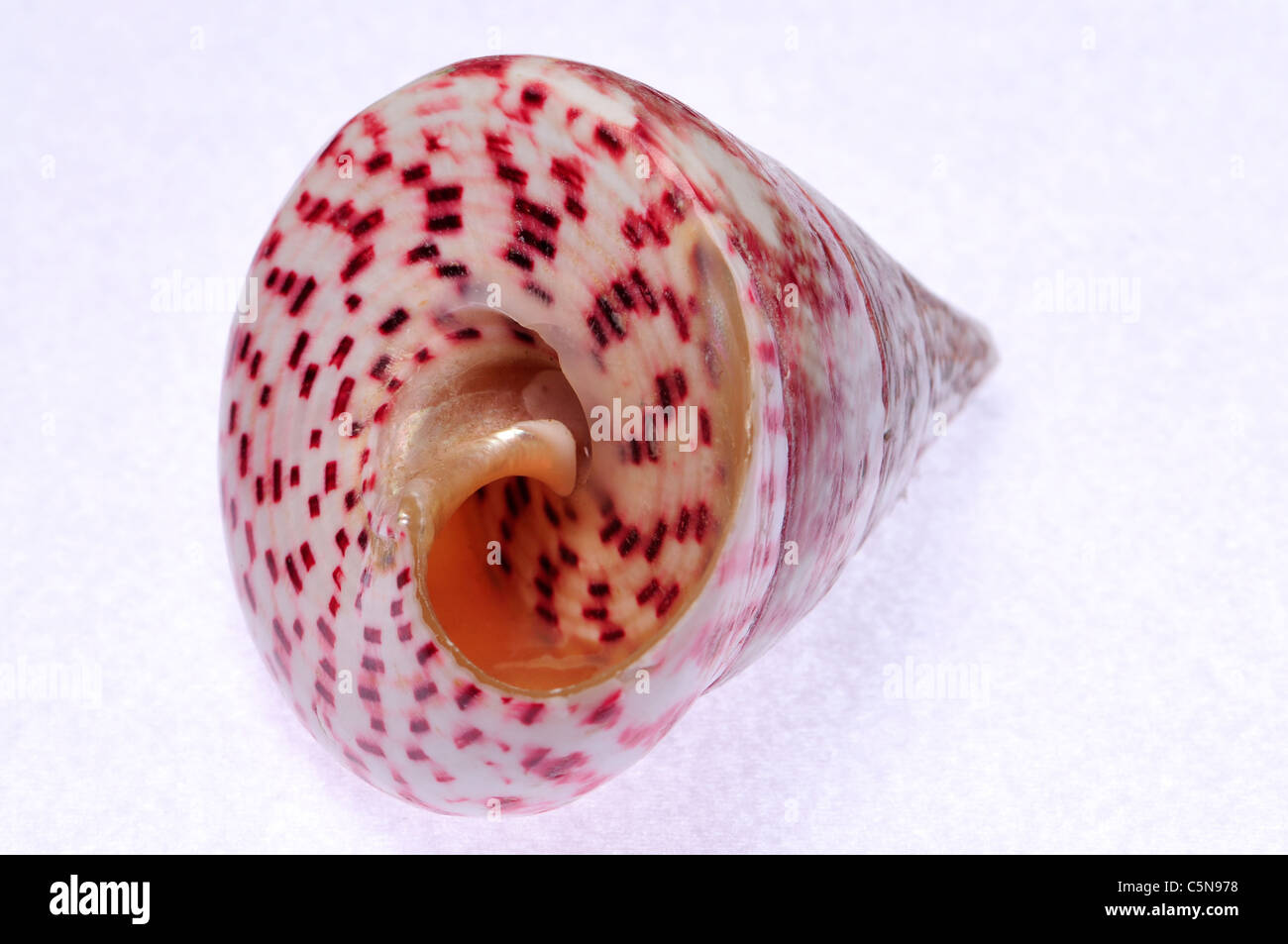 Trochus hi-res stock photography and images - Alamy