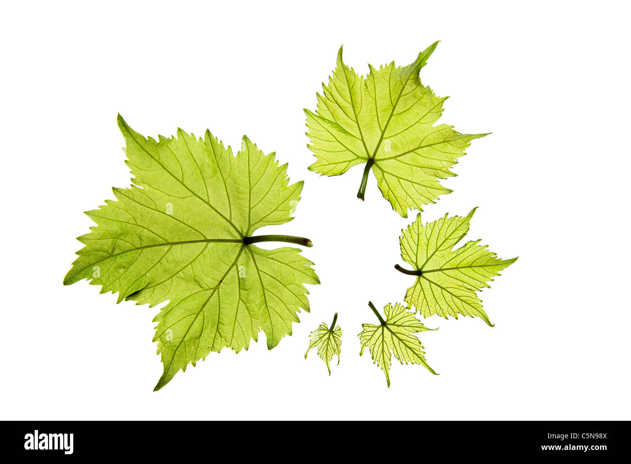 Lots of different sized green grape leaves on a white background Stock ...