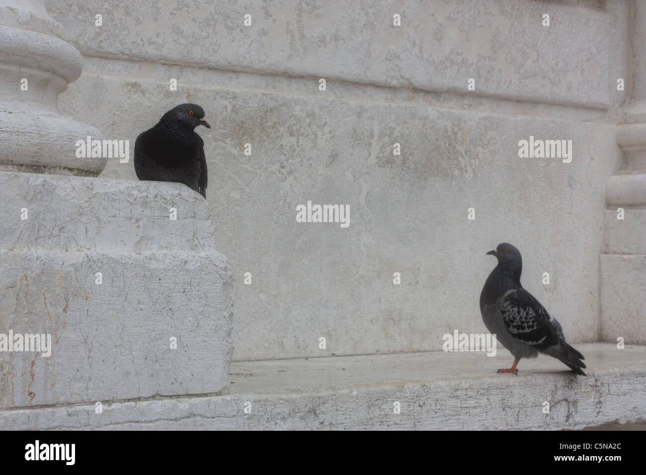 Two doves in Venice Stock Photo - Alamy