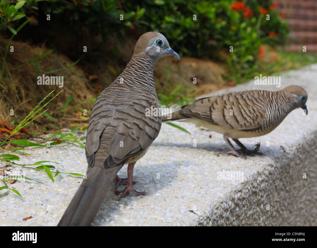 Zebra Dove (Geopelia striata Stock Photo - Alamy