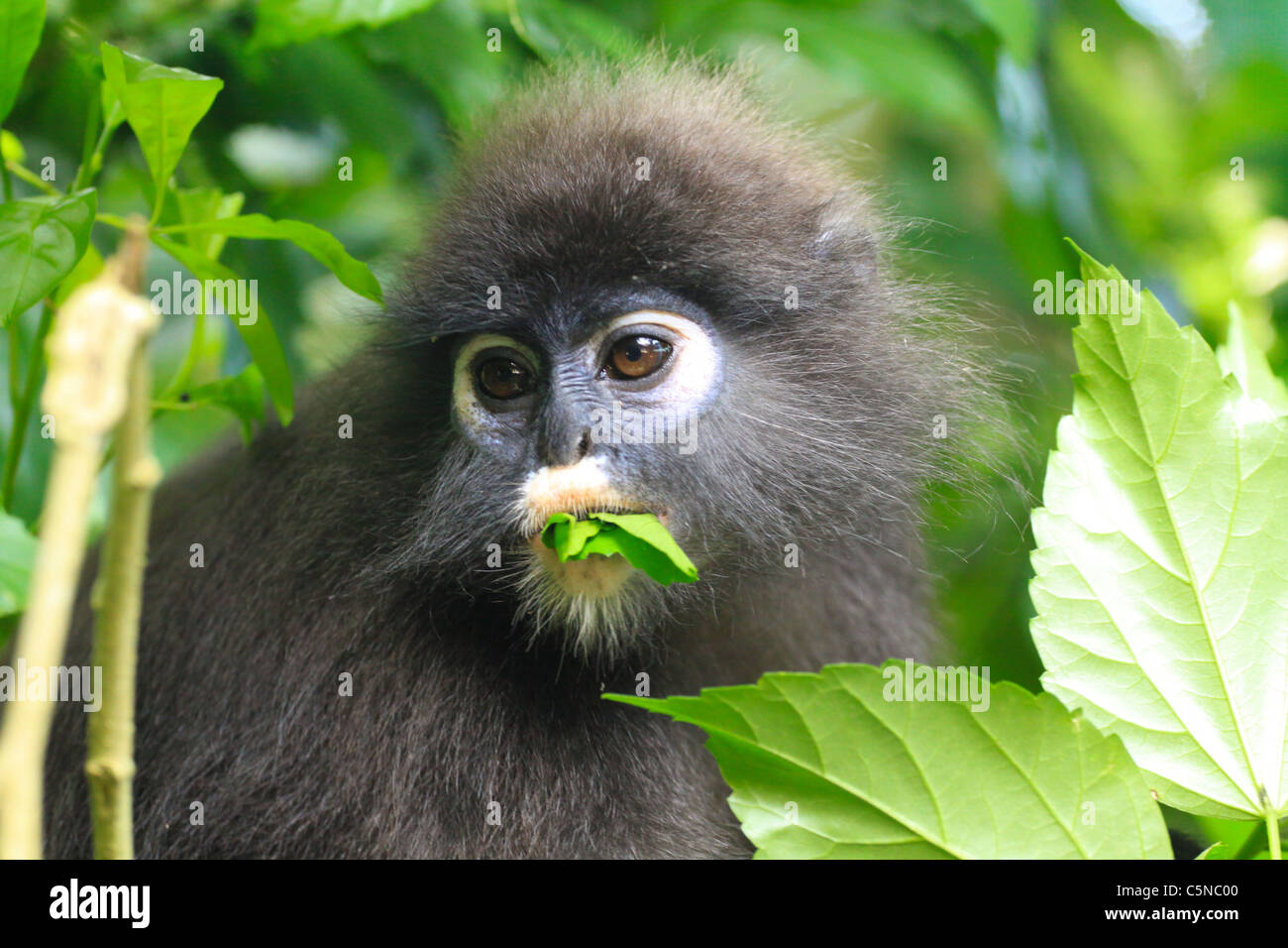 Black Leaf Monkey High Resolution Stock Photography and Images - Alamy