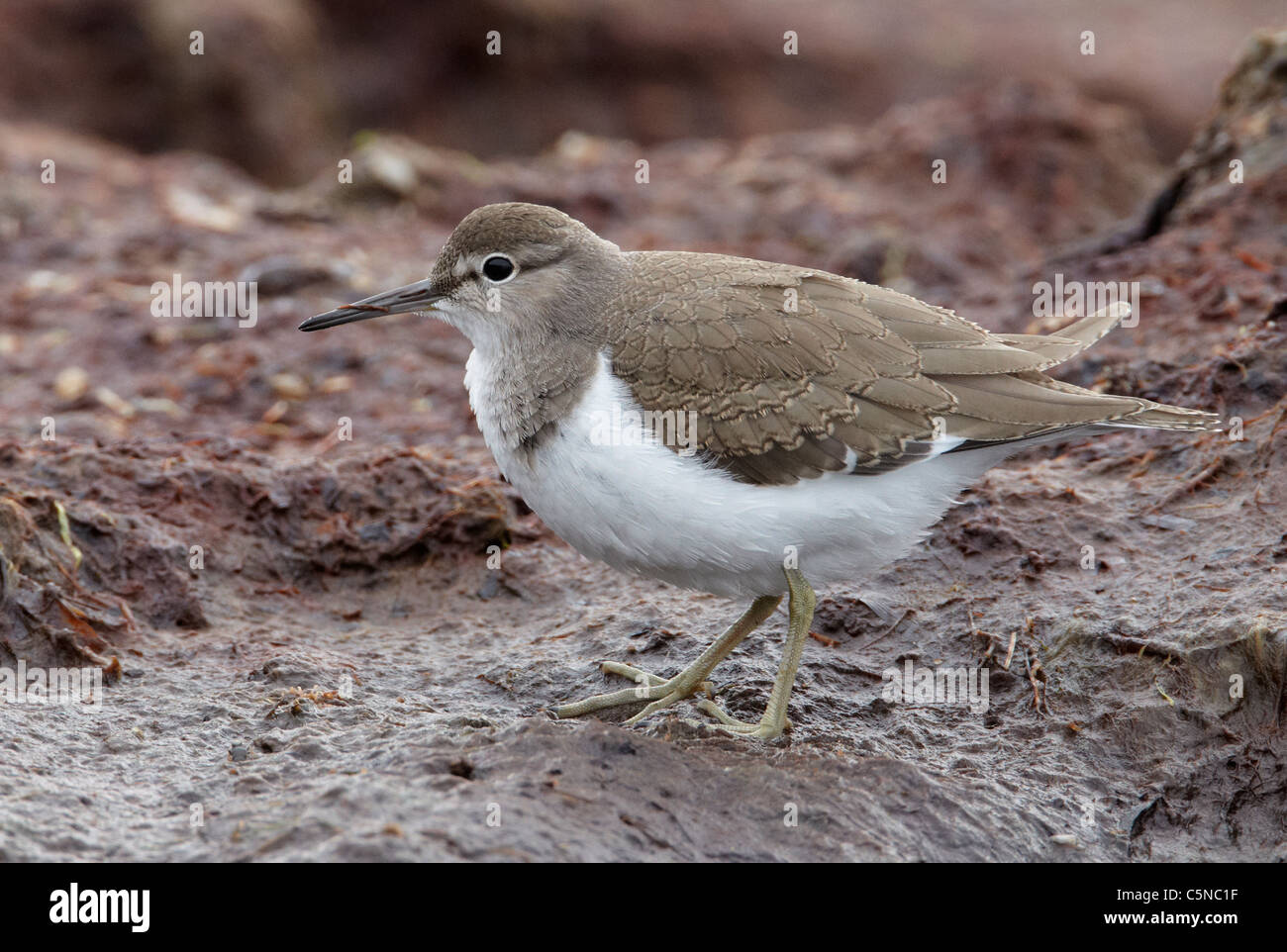 Juvenile Common Sandpiper