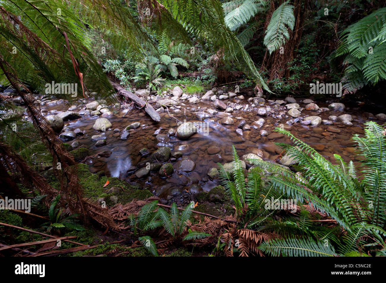 A Stream running through a temperate rainforest's In Victoria Australia ...