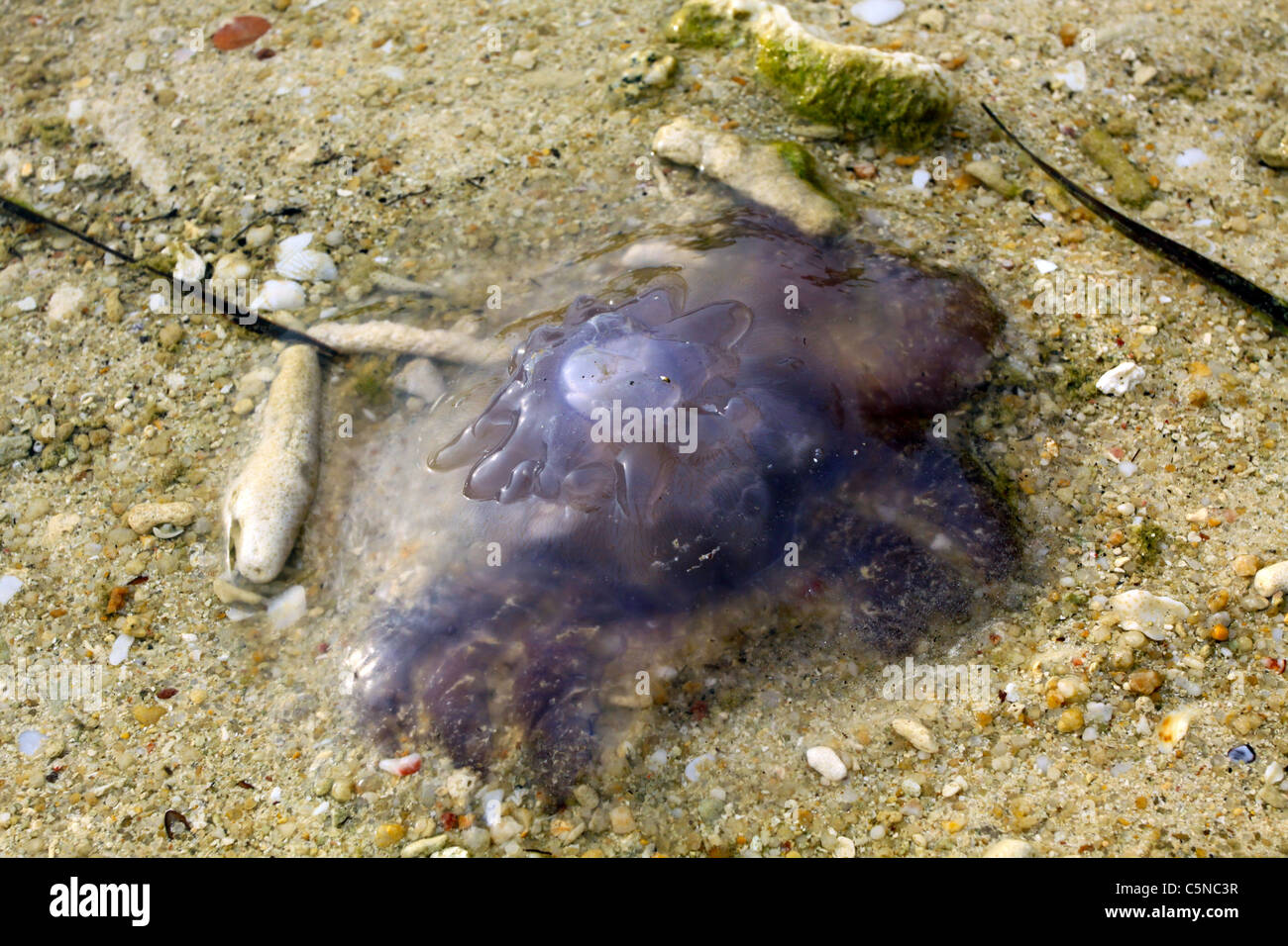 Perhentian fish hi-res stock photography and images - Alamy