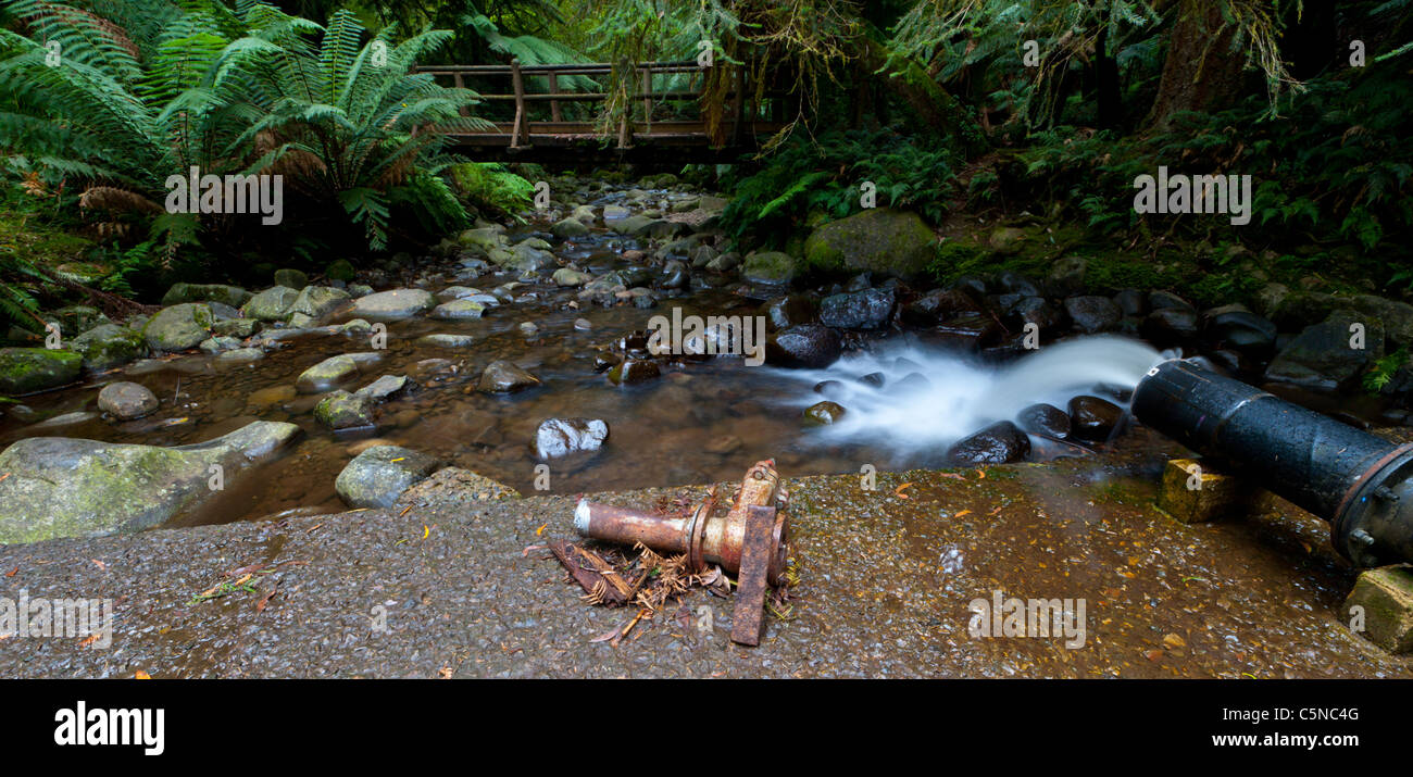 A Stream running through a temperate rainforest's In Victoria Australia ...