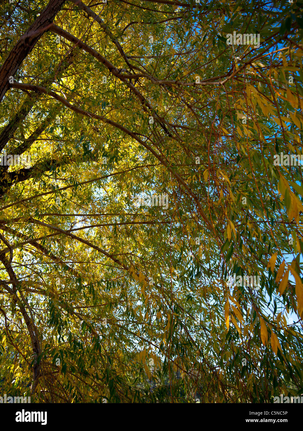 The colors of Autumn/Fall is shown by the yellow leafs Stock Photo - Alamy