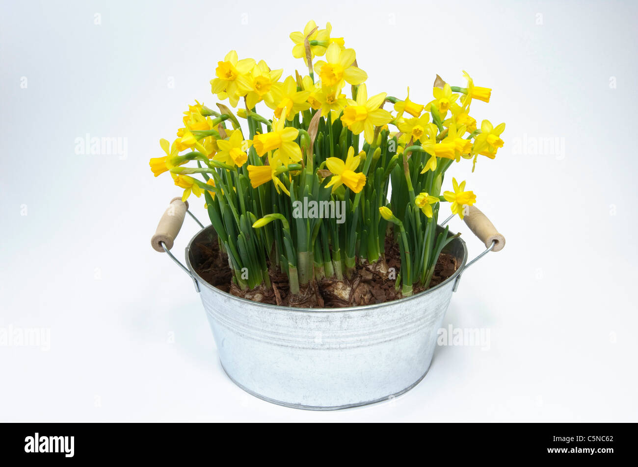 Lent lily tenby daffodil narcissus pseudonarcissus hi-res stock ...