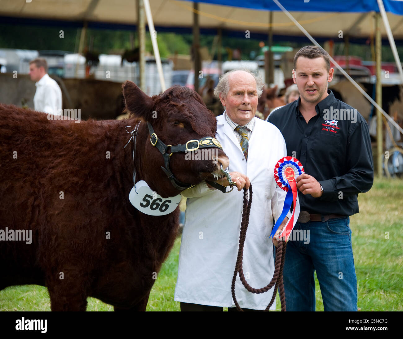 Prize bull hi-res stock photography and images - Alamy