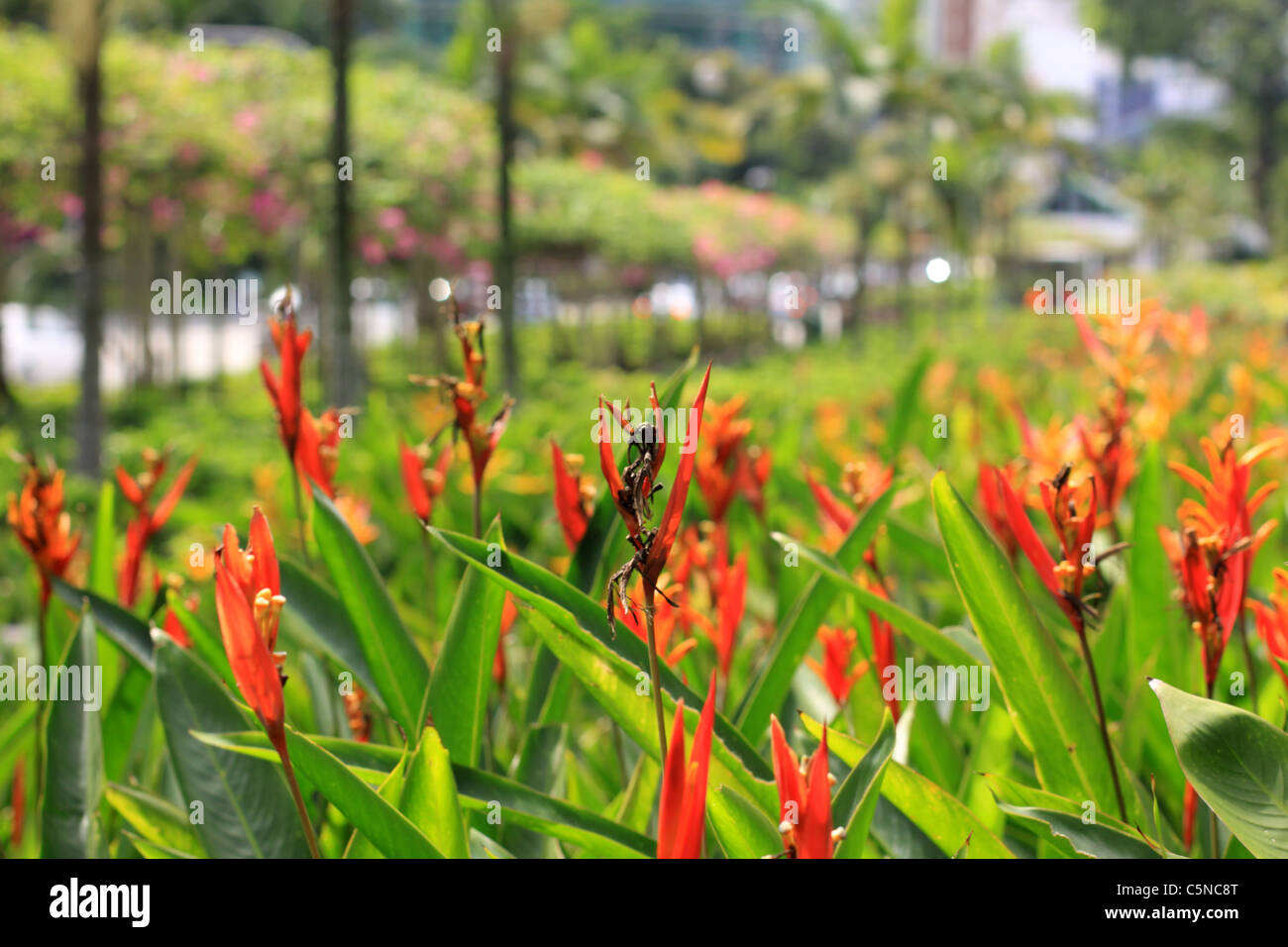 Singapore flowers hi-res stock photography and images - Alamy