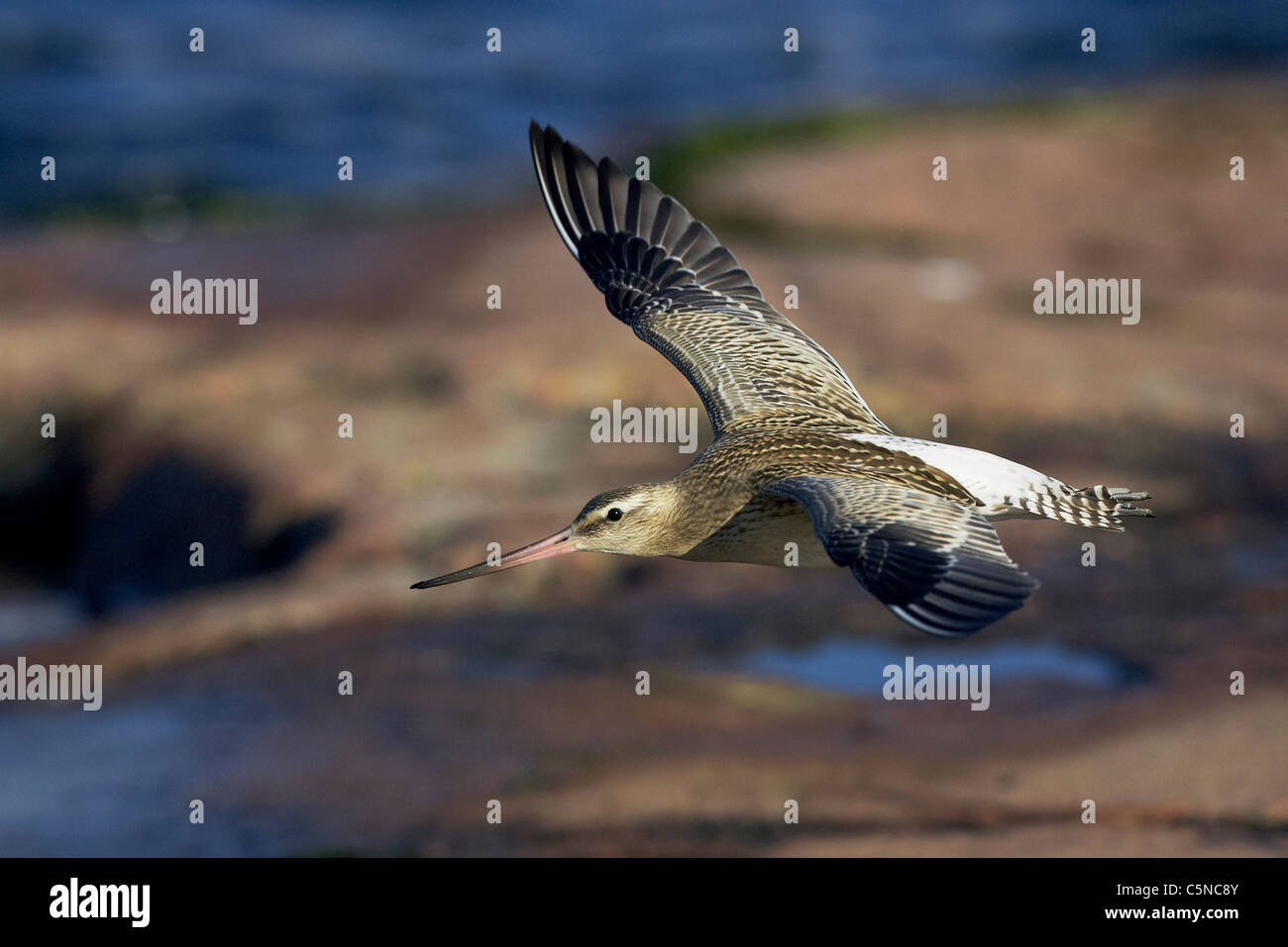 Bar-tailed Godwit (Limosa lapponica) in flight Stock Photo - Alamy