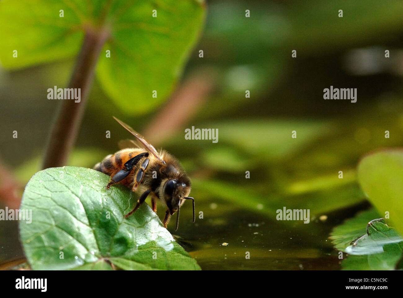 A honey bee collecting water from a garden pond Stock Photo - Alamy