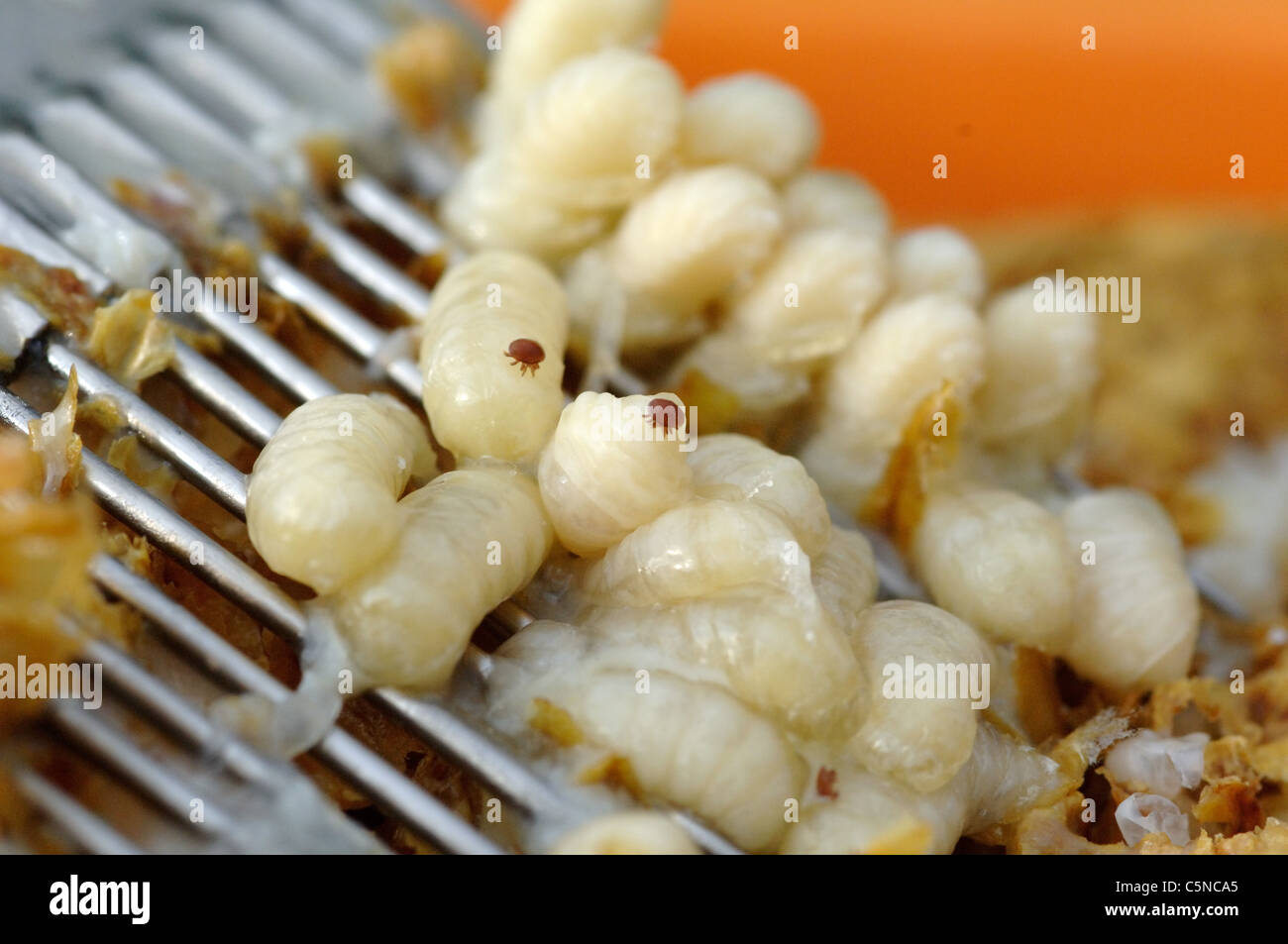 Varroa mite visible on drone brood taken from a bee hive Stock Photo ...