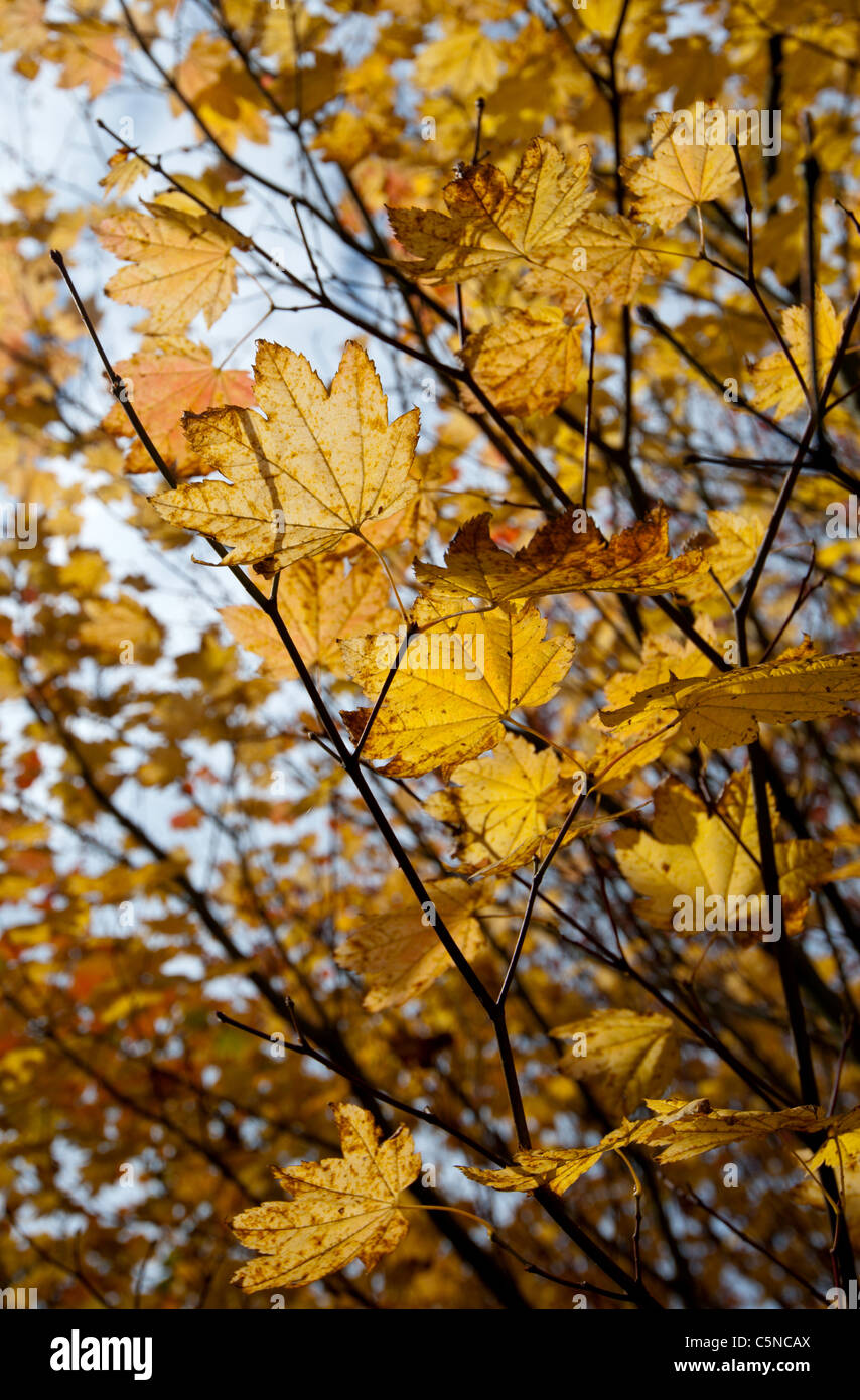 The colors of Autumn/Fall is shown by the yellow leafs Stock Photo - Alamy