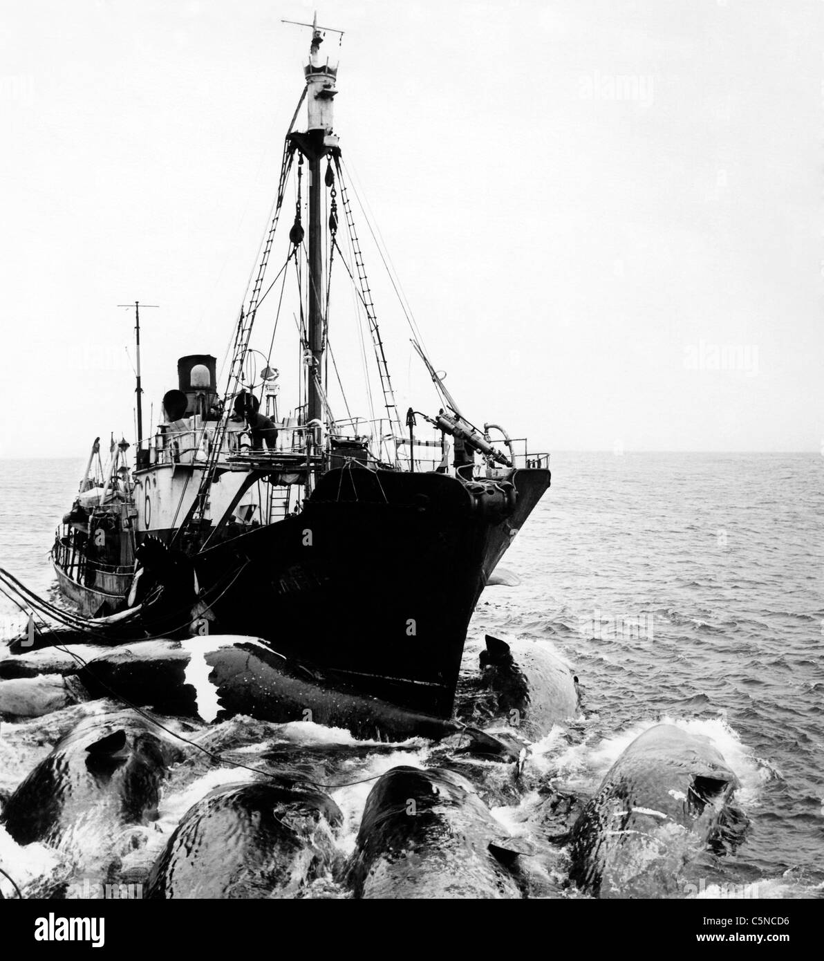 Whale hunting historical hi-res stock photography and images - Alamy