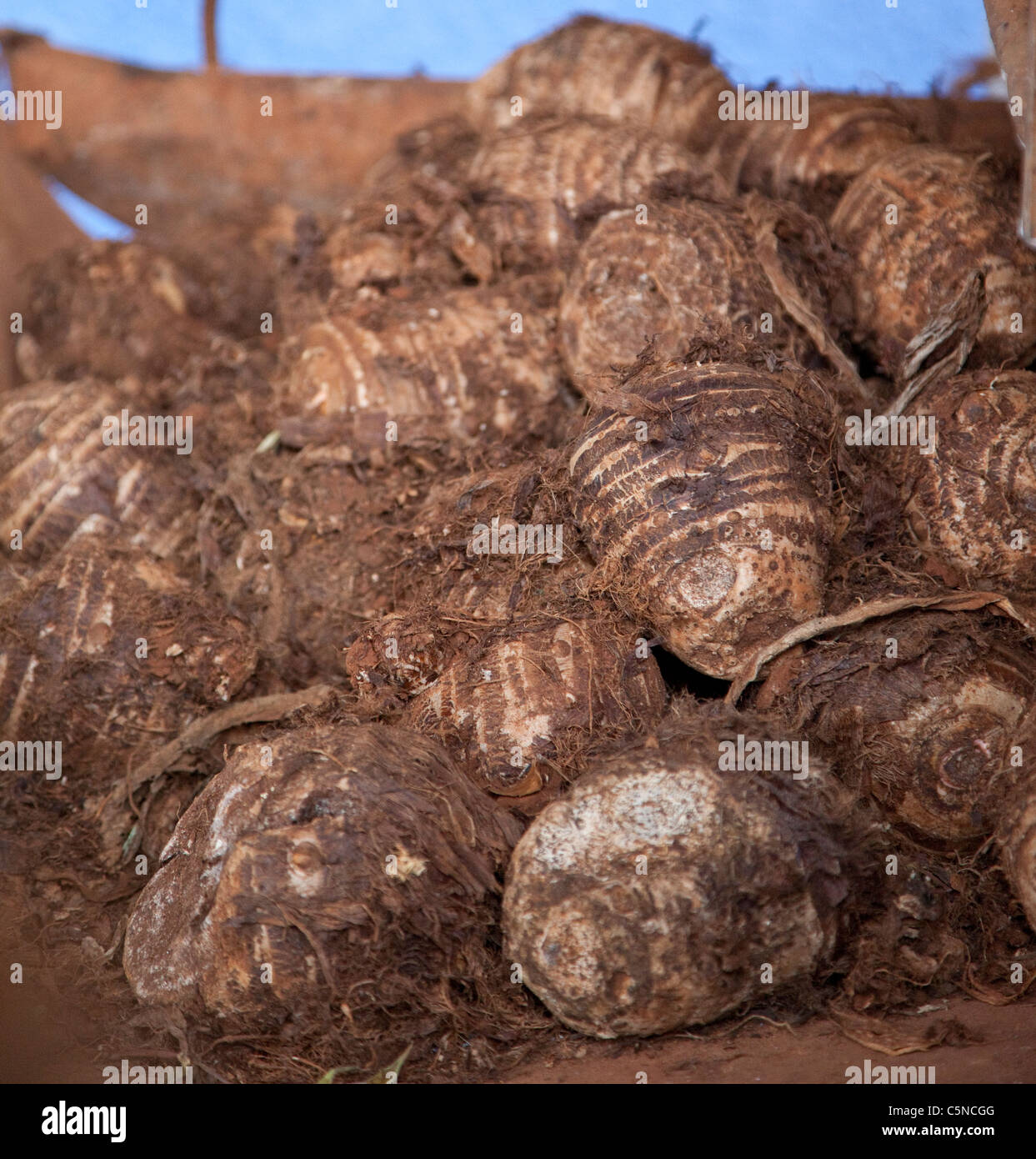 Cuba, Havana. Malanga Root, a high-starch tuber Stock Photo - Alamy