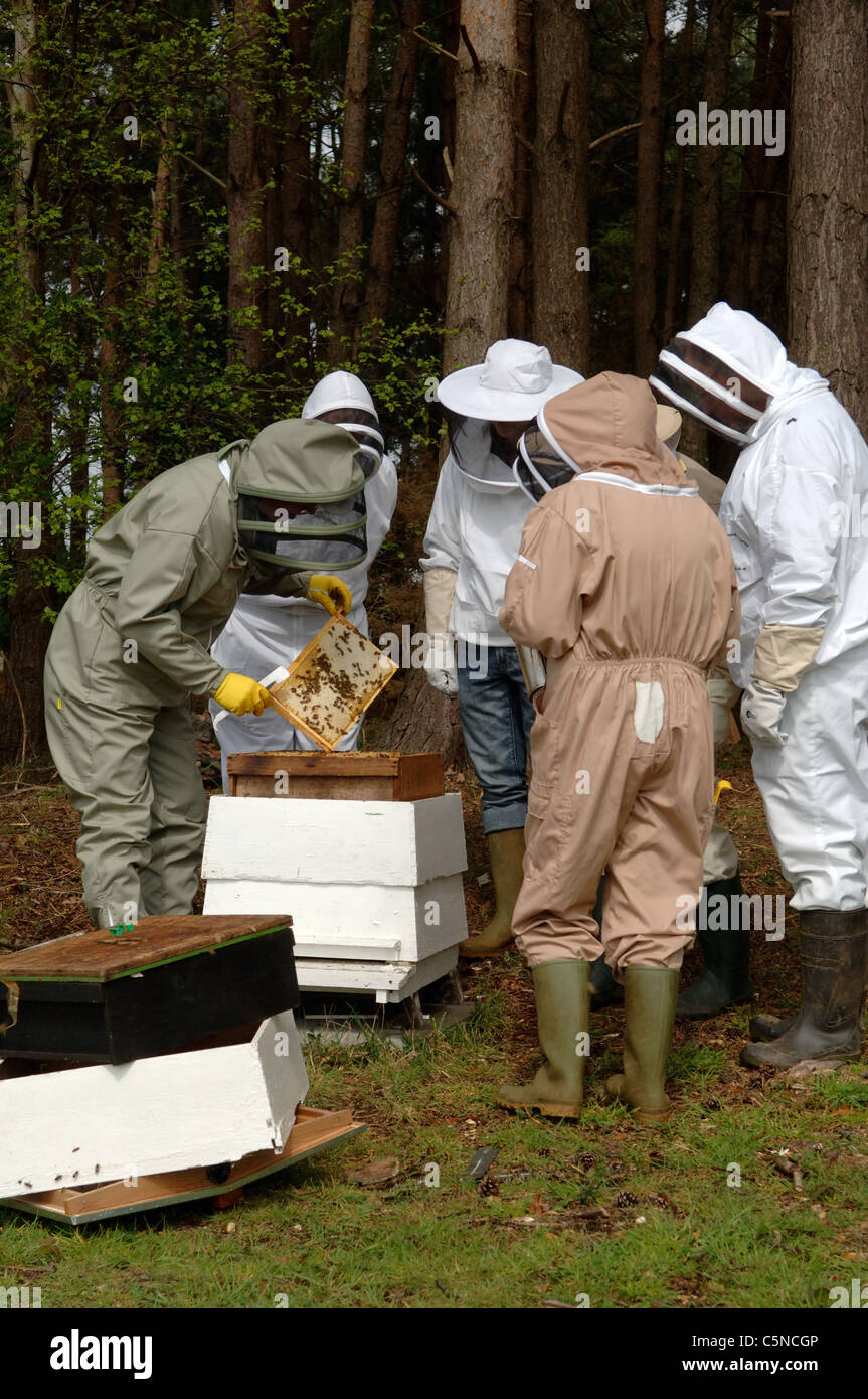 A group of novice beekeepers with instructor inspecting a WBC bee hive ...