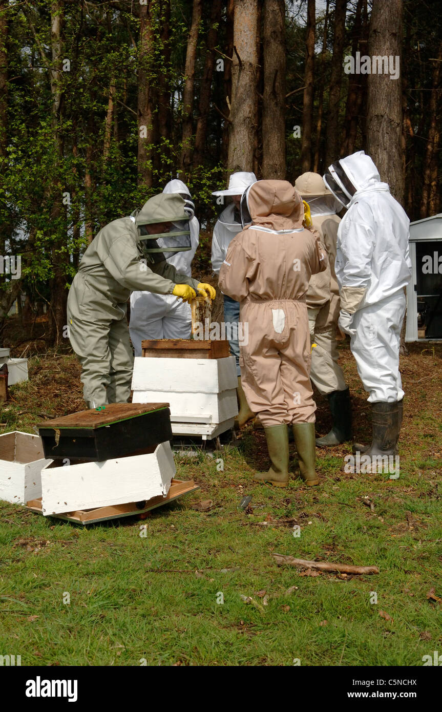 Beginner beekeepers hi-res stock photography and images - Alamy