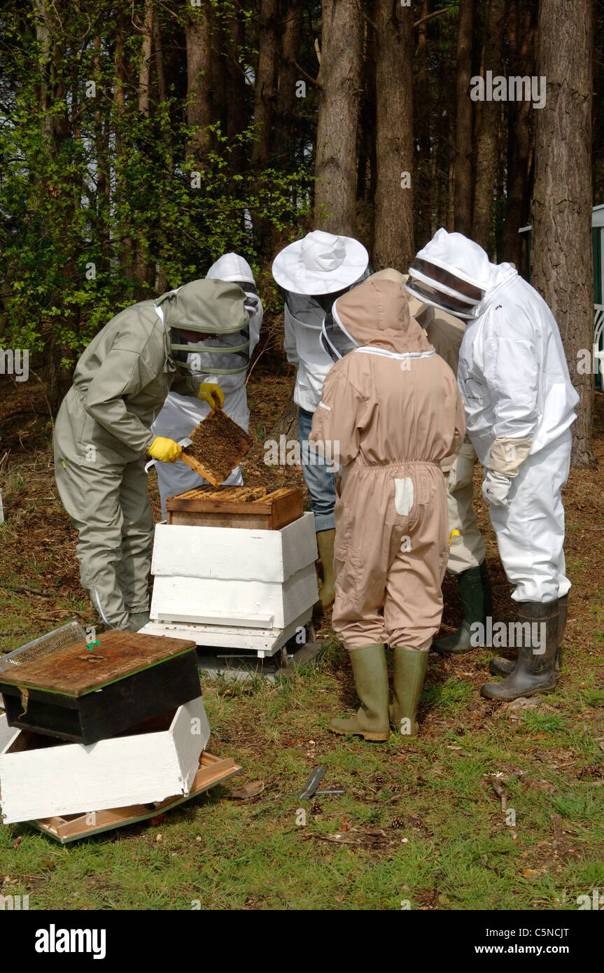 Wbc hive hi-res stock photography and images - Alamy