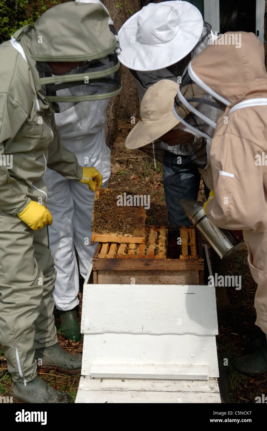 Wbc hive hi-res stock photography and images - Alamy