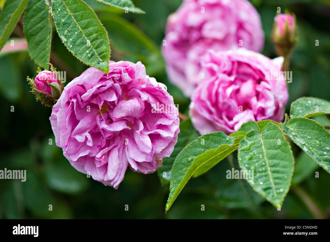 Rosa Rene d'Anjou cerise pink rose Stock Photo - Alamy