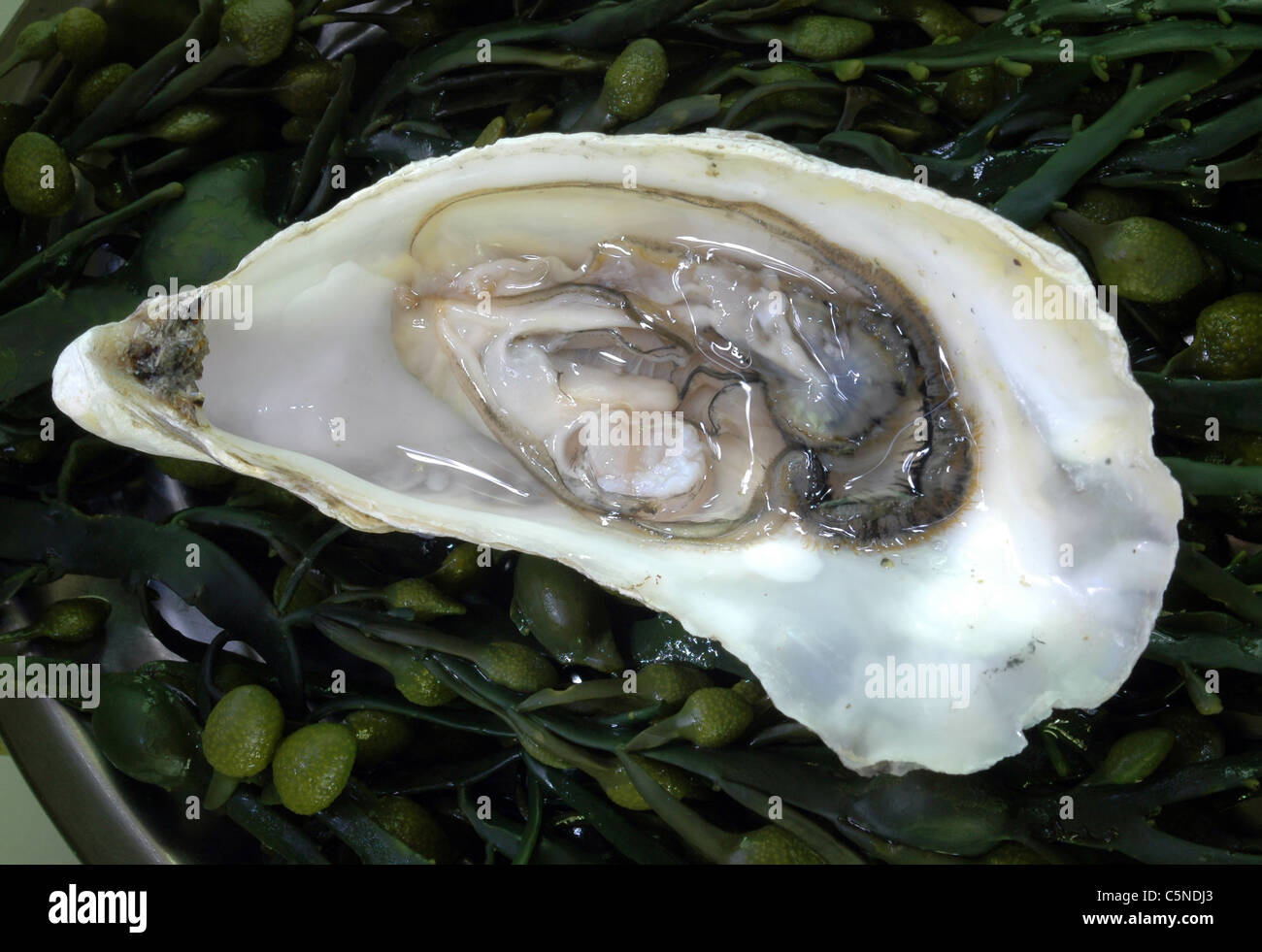Open oyster on seaweed Stock Photo - Alamy