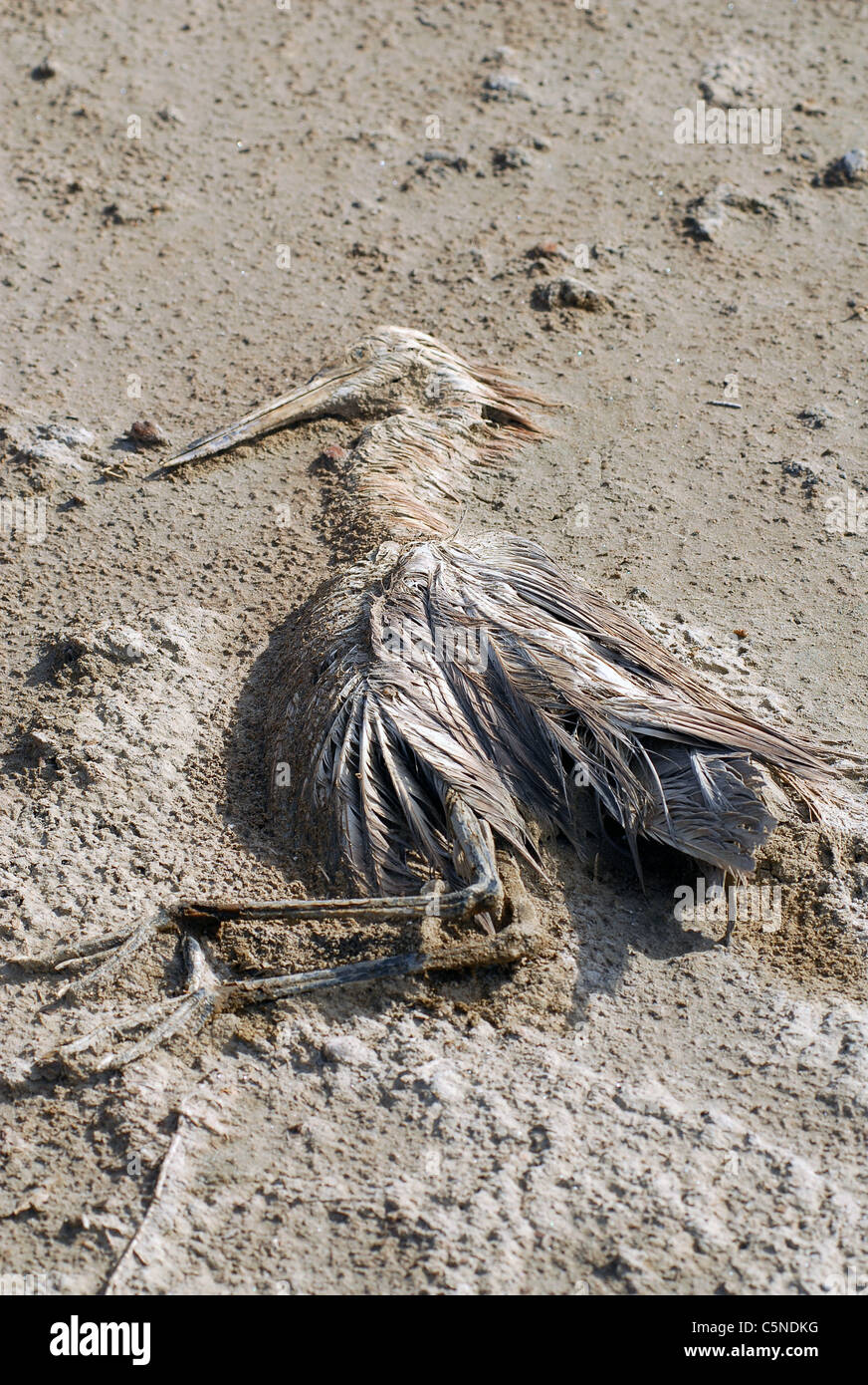 Skeleton of a dead flamingo in the earth Stock Photo - Alamy