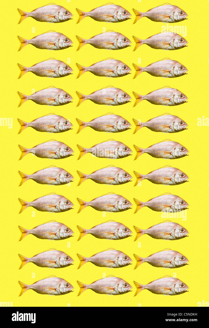 Fish on a yellow background Stock Photo - Alamy
