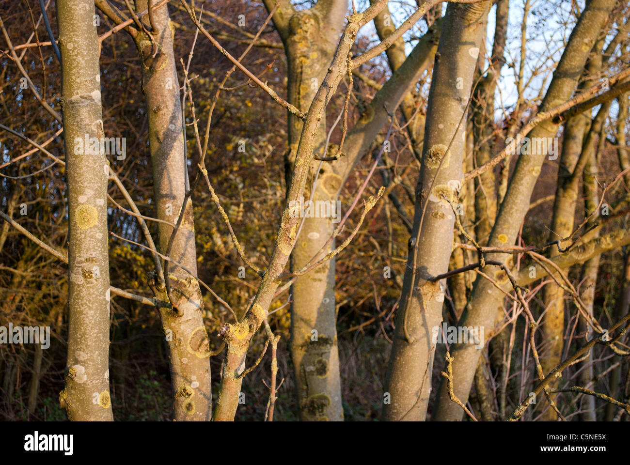 Tree trunks and branches in a hedgerow at sunset Stock Photo - Alamy