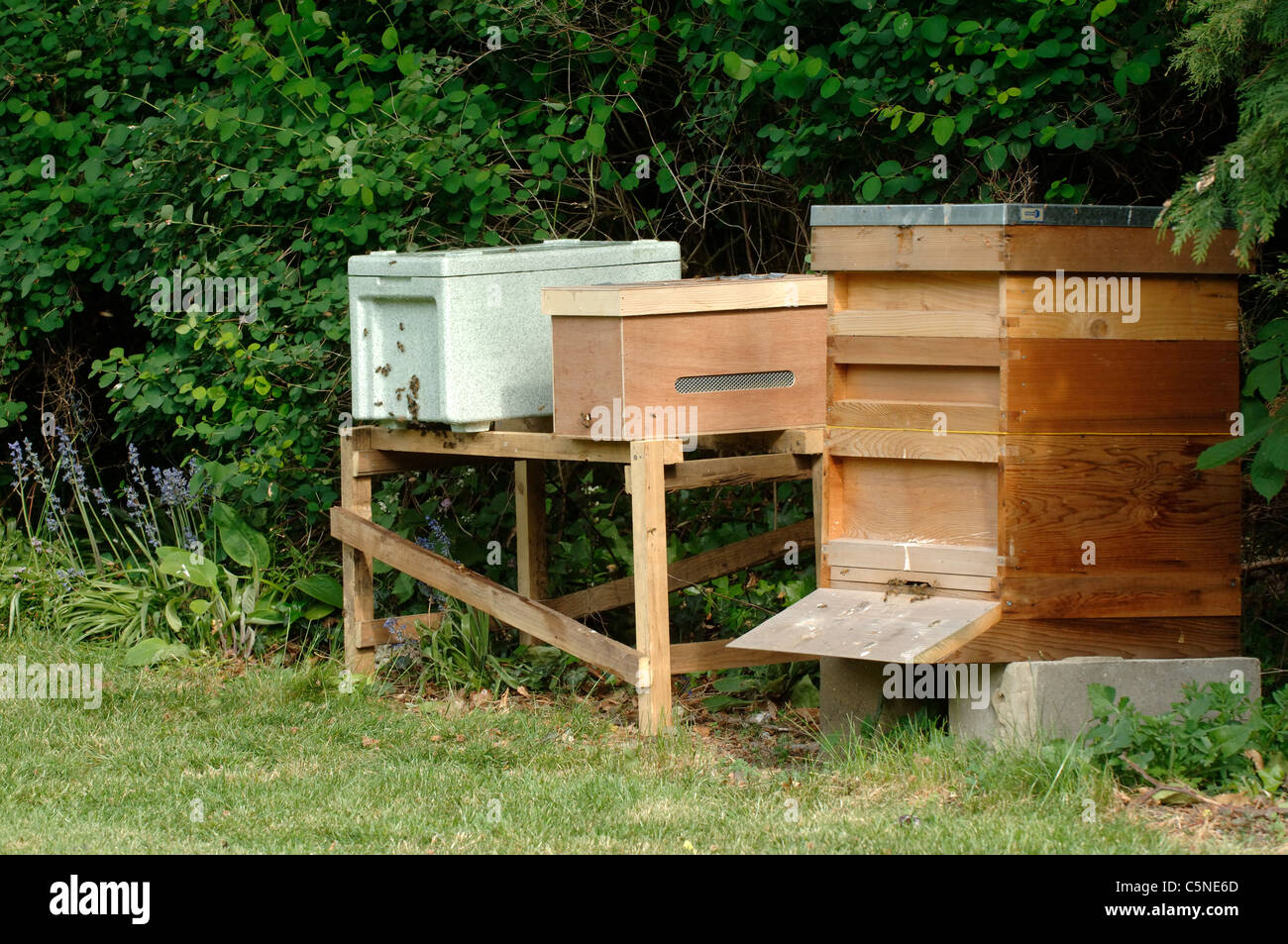 Nucleus box hi-res stock photography and images - Alamy