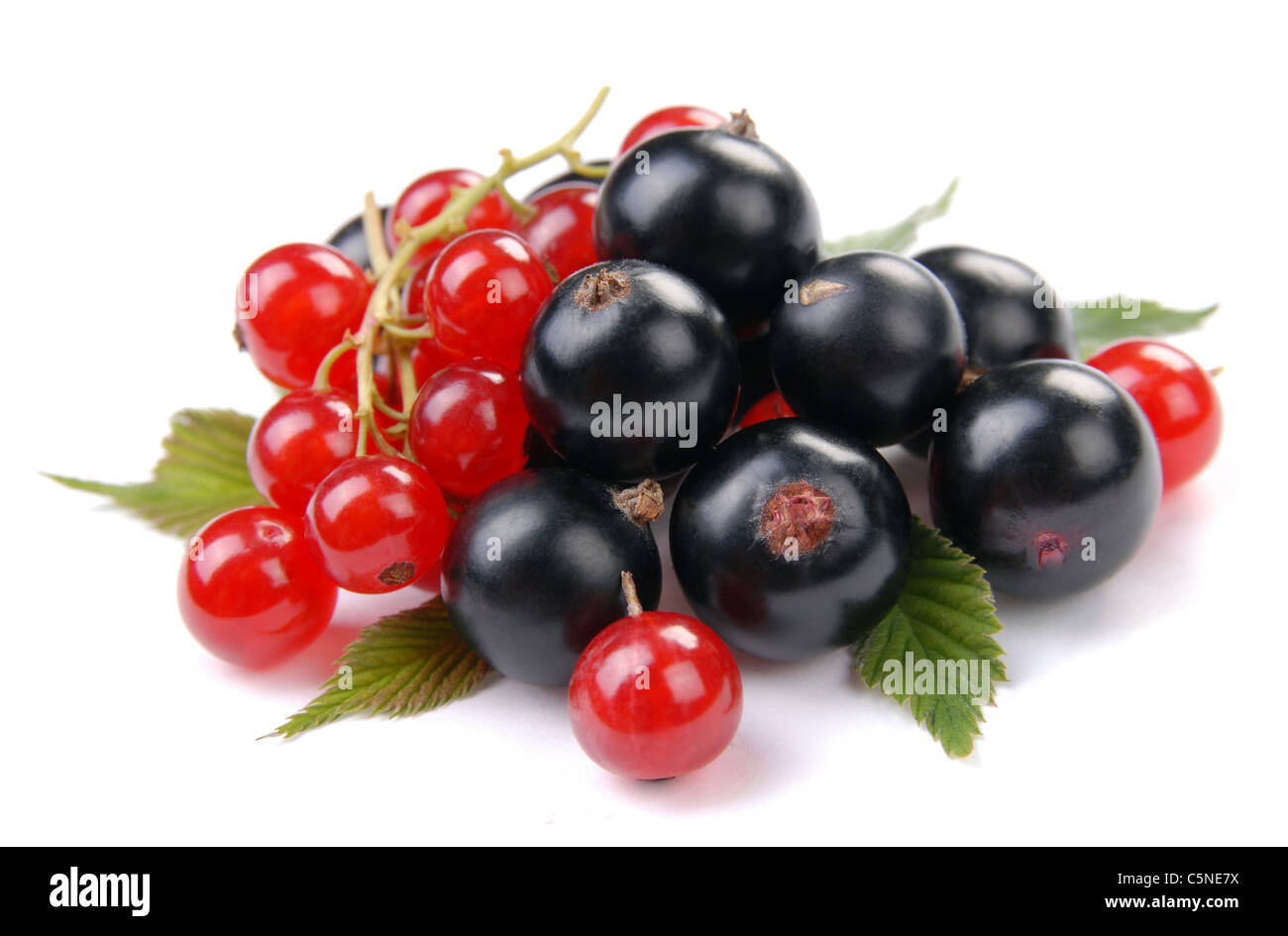 red and black currant on a white background Stock Photo - Alamy