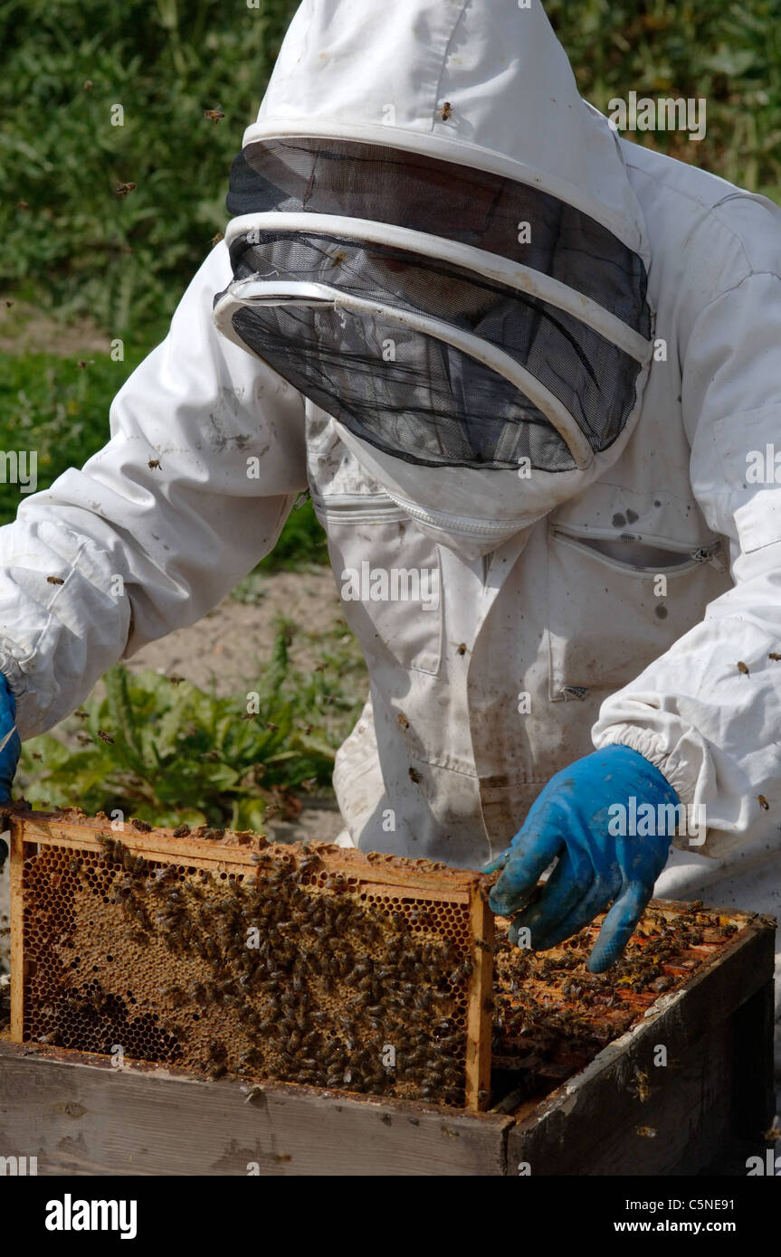 Commercial beekeeper inspecting bee hives alongside Oil Seed Rape Stock ...