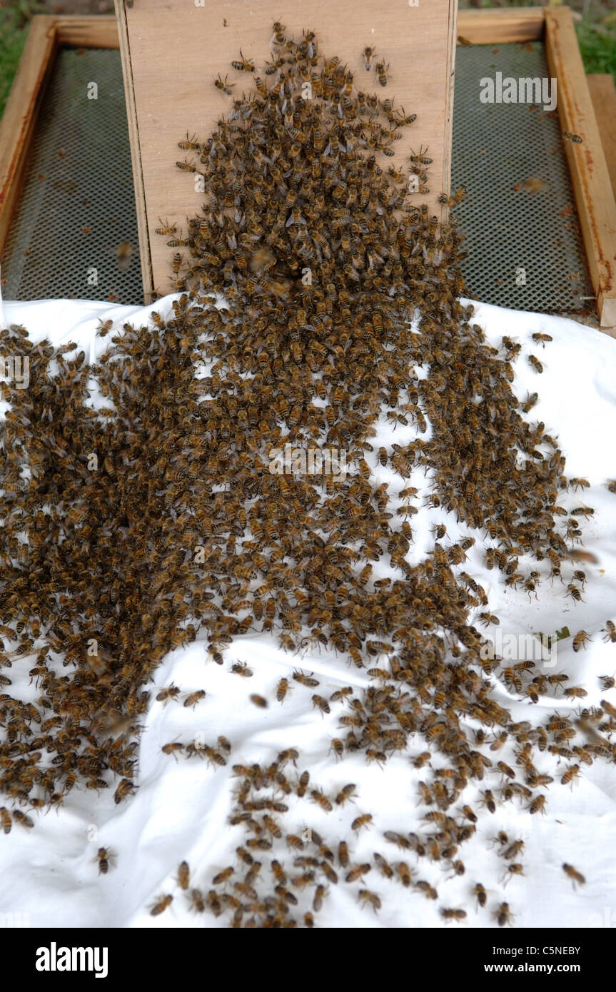 A caught swarm of bees climbing white sheet into a nucleus bee hive ...