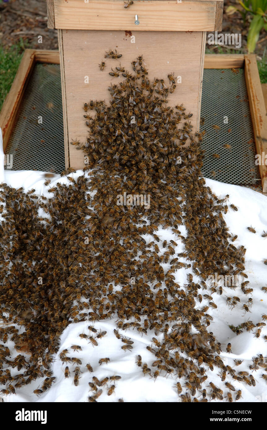 A caught swarm of bees climbing white sheet into a nucleus bee hive ...