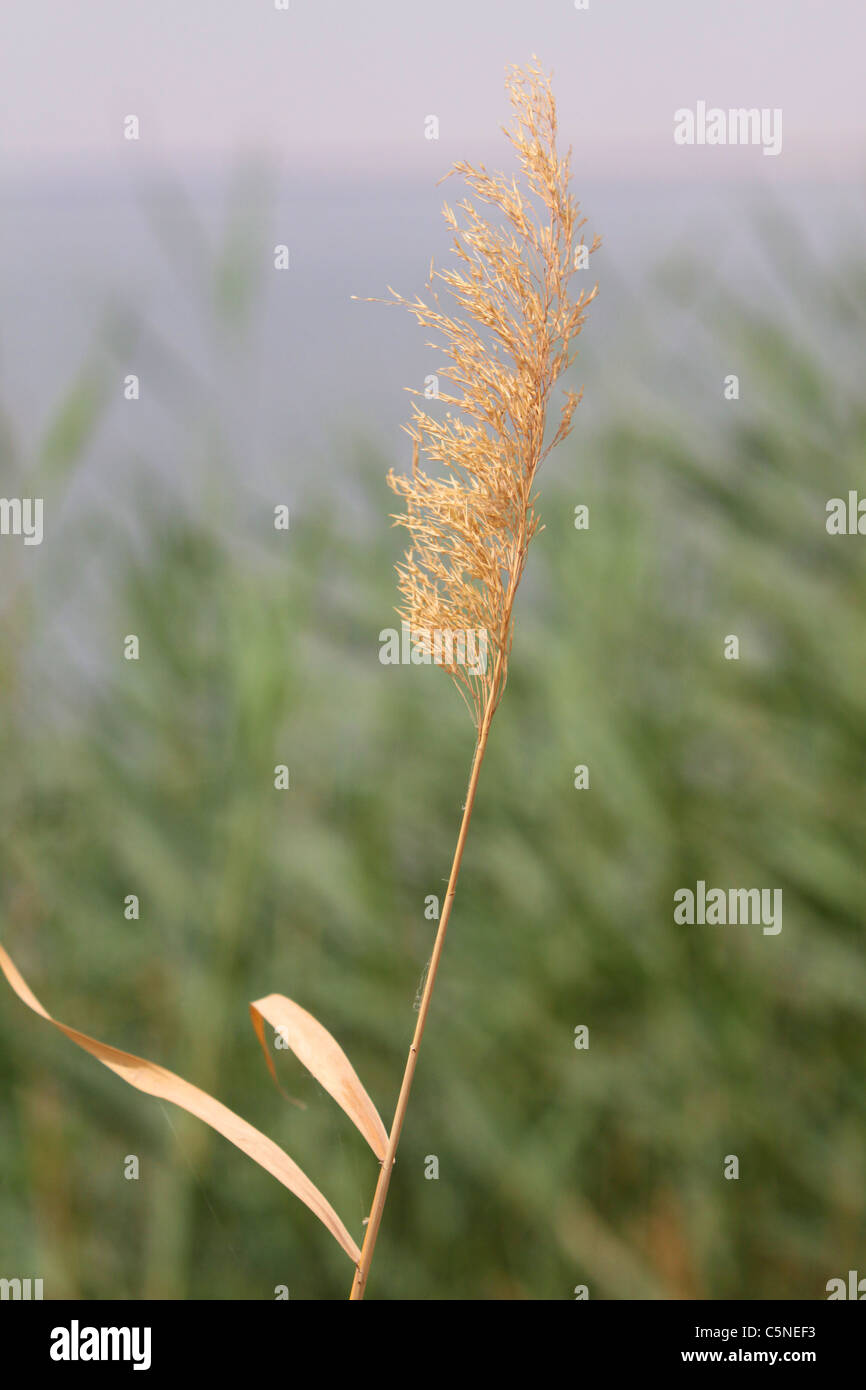 A single reed at Wadi El Rayan Stock Photo - Alamy