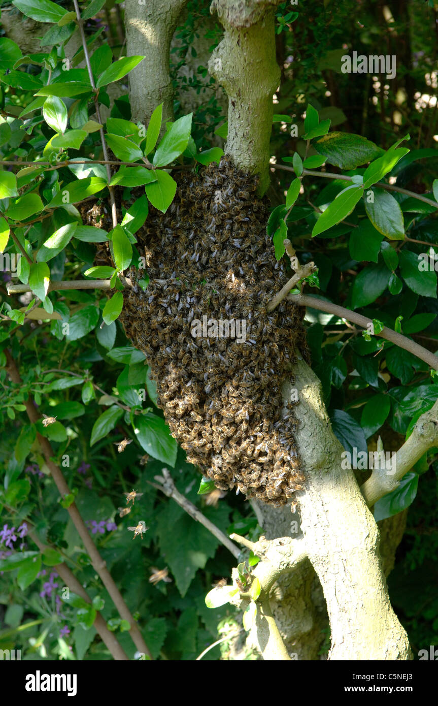 Swarm of bees clustered on a tree Stock Photo - Alamy