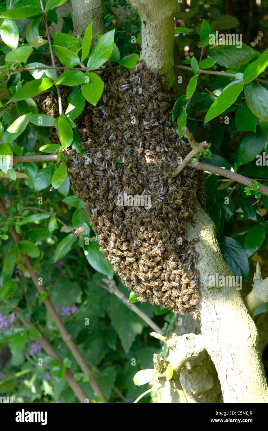 Clustered bees hi-res stock photography and images - Alamy