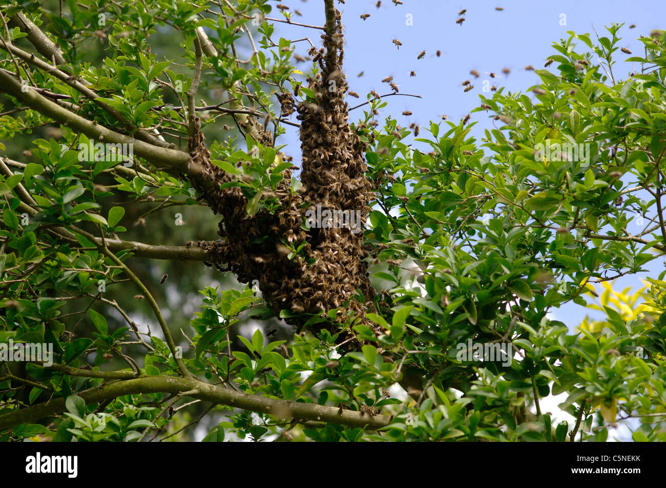 Swarm of bees clustered on a tree Stock Photo - Alamy