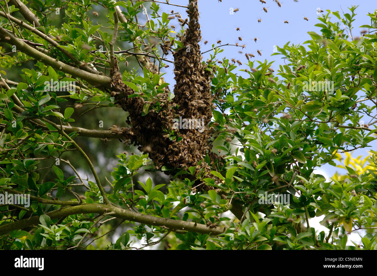 Swarm of bees clustered on a tree Stock Photo - Alamy