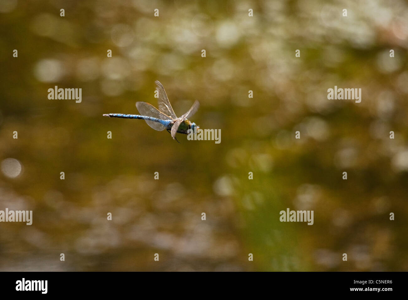 Emperor Dragonfly in flight Stock Photo - Alamy