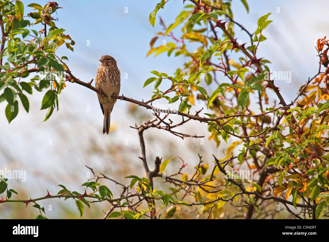 Bunting buntings hi-res stock photography and images - Alamy