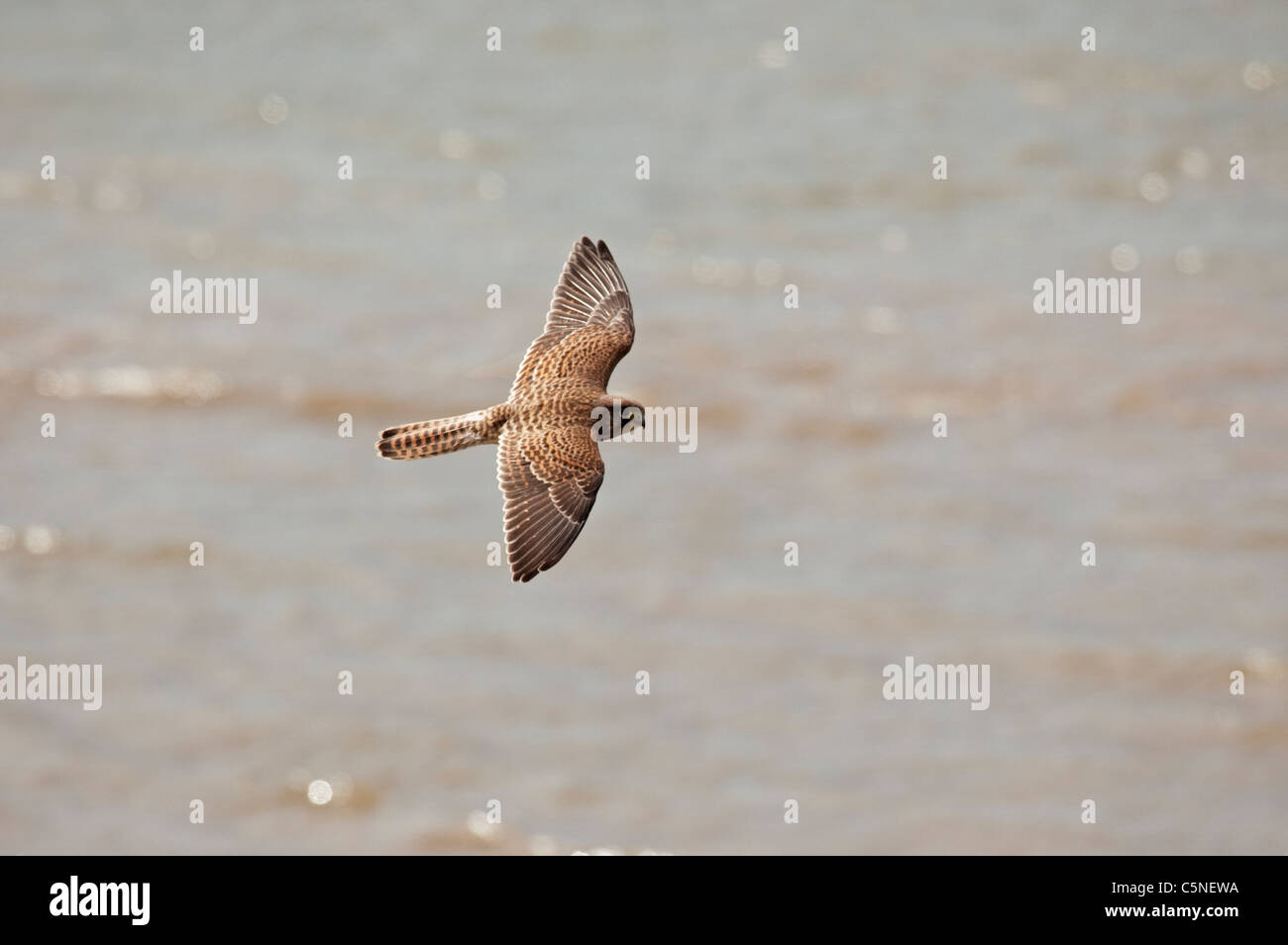 Kestrel in flight Stock Photo - Alamy
