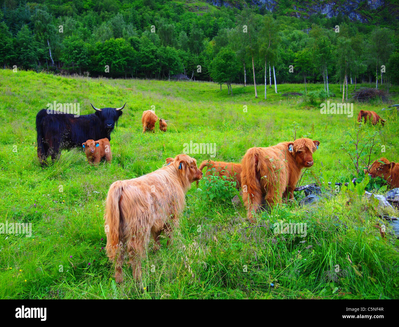 cows in Norway Stock Photo - Alamy