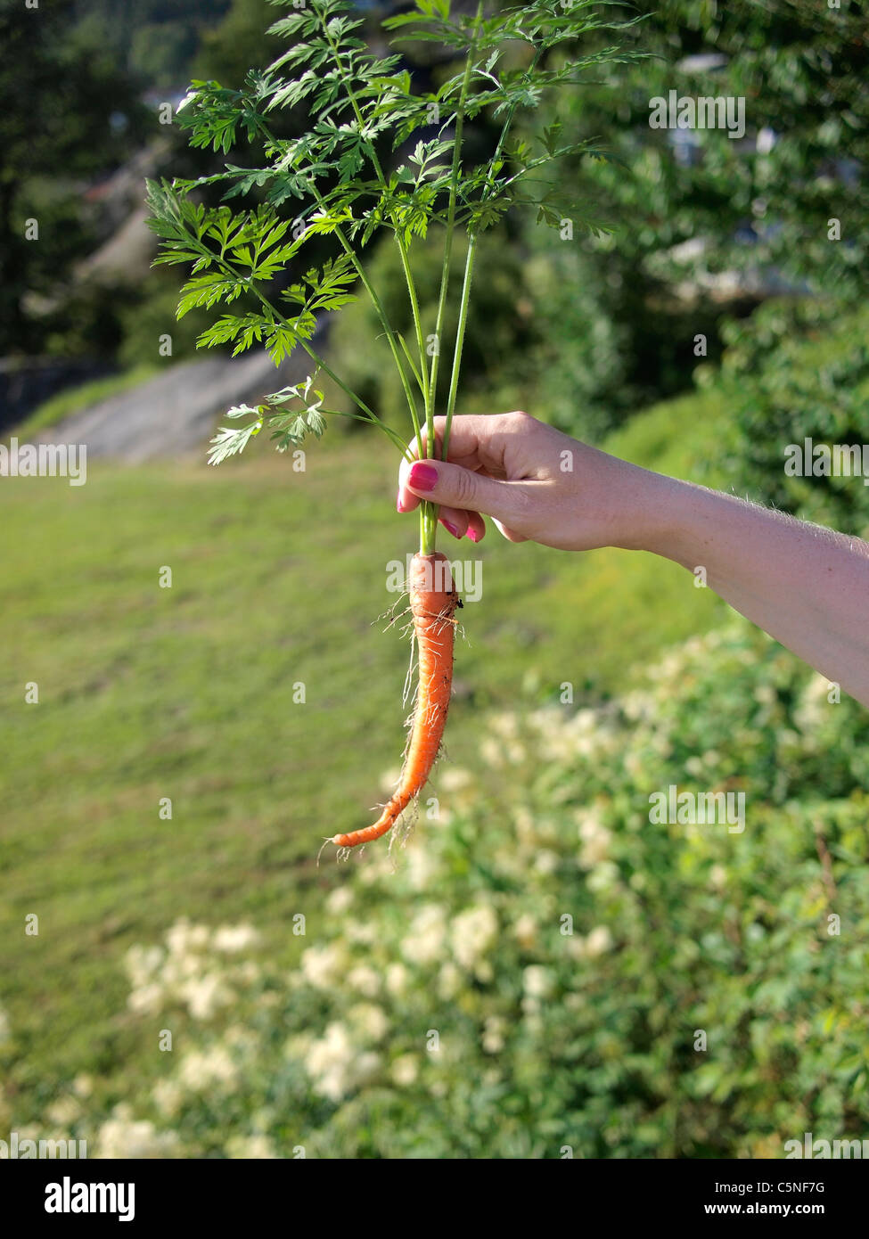 Digital carrot hi-res stock photography and images - Alamy
