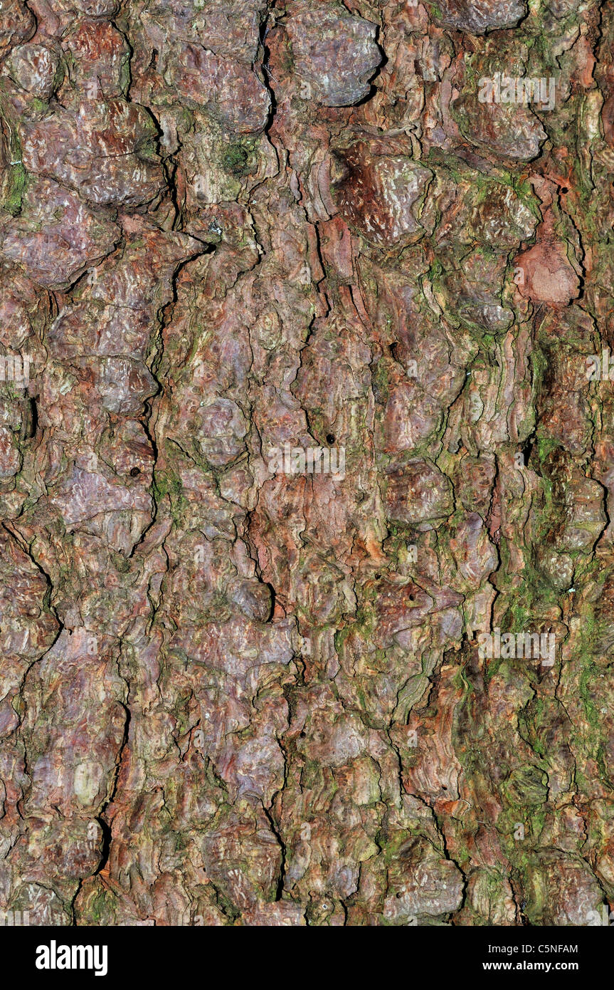 Giant fir tree hi-res stock photography and images - Alamy