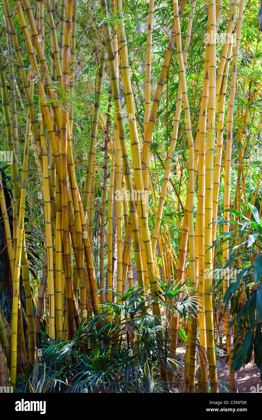 Ornamental grove hi-res stock photography and images - Alamy