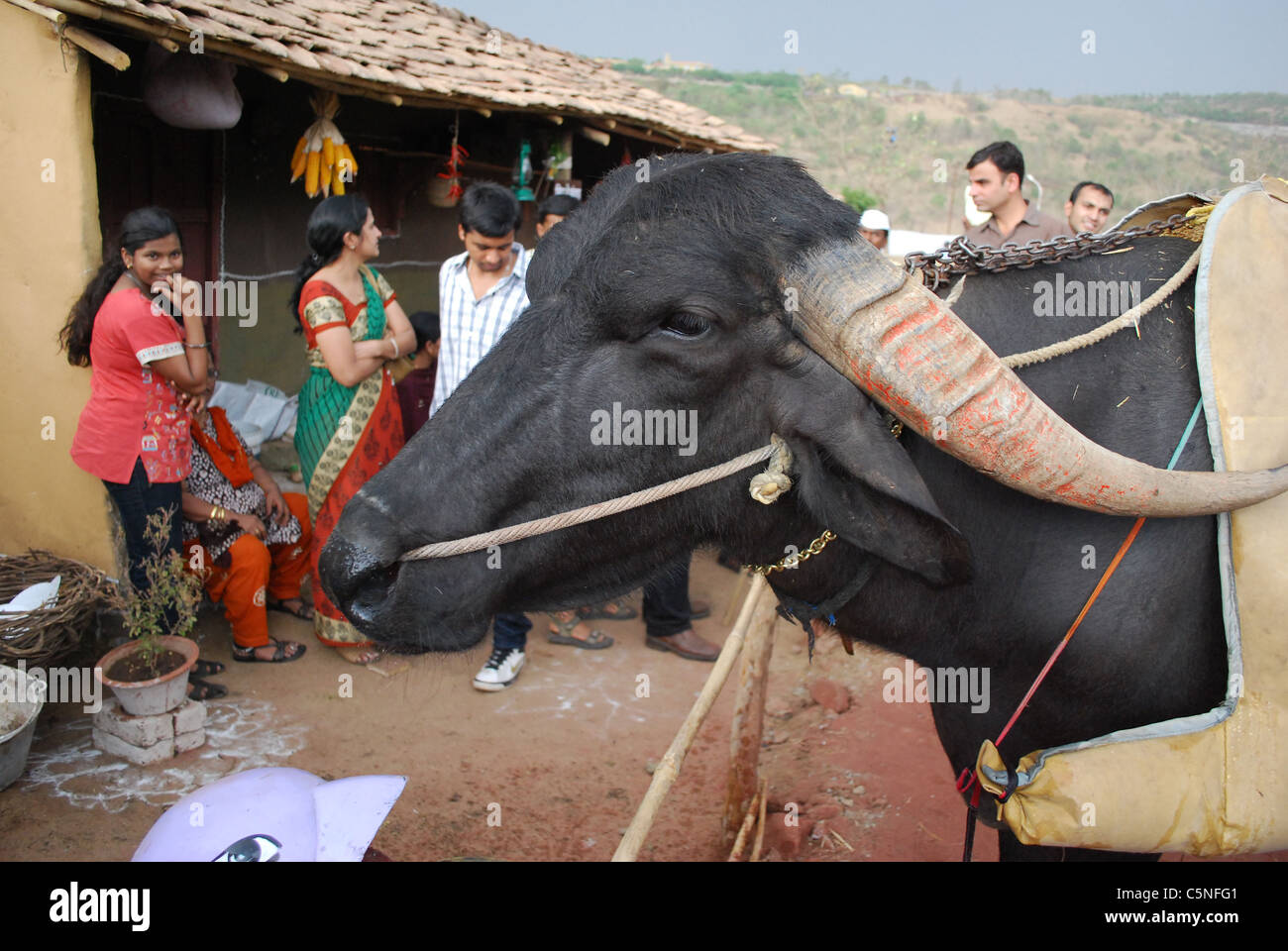Dairy buffalo hi-res stock photography and images - Alamy