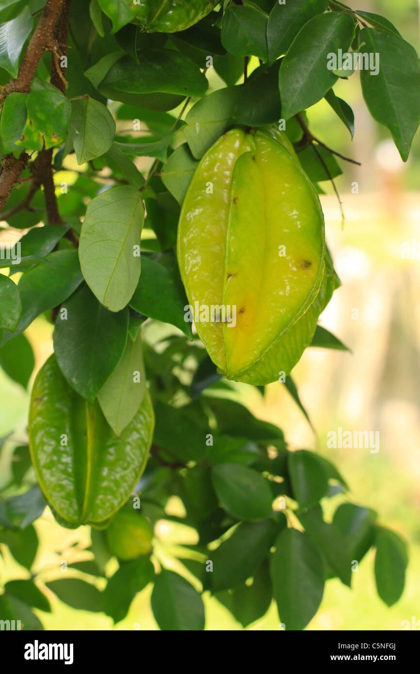 Star fruit at tree hi-res stock photography and images - Alamy