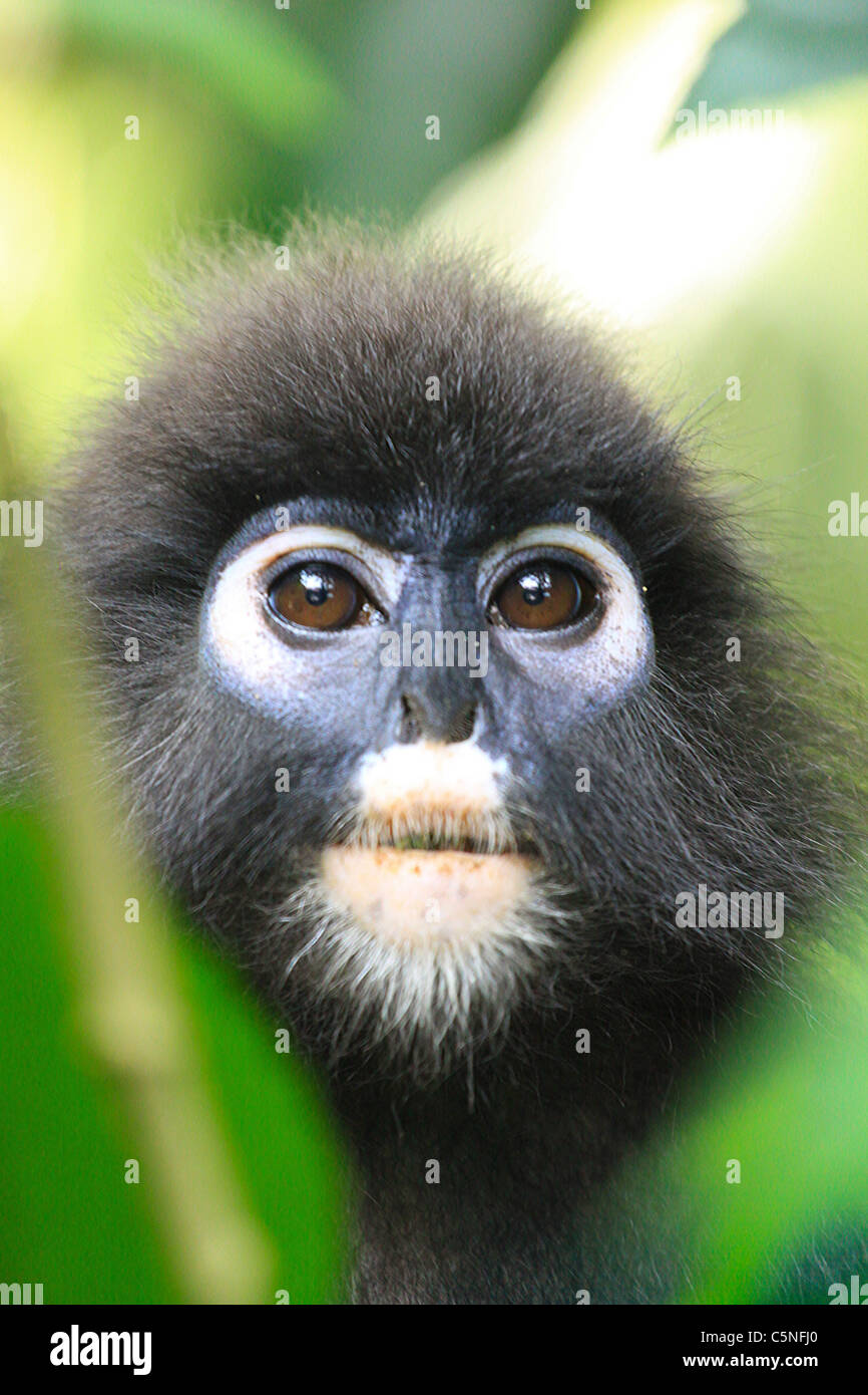 Black leaf monkey hi-res stock photography and images - Alamy