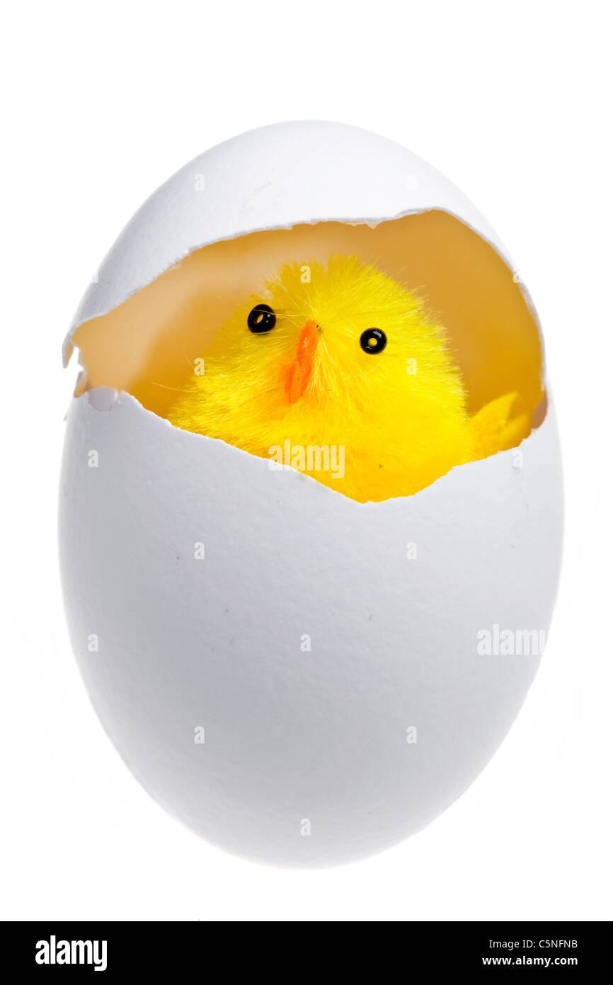 Newborn chicken in shell of egg Stock Photo - Alamy